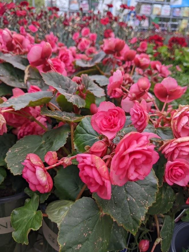 Photo of the entire plant of Begonia 'BK Collection Rhodee Pink' posted ...