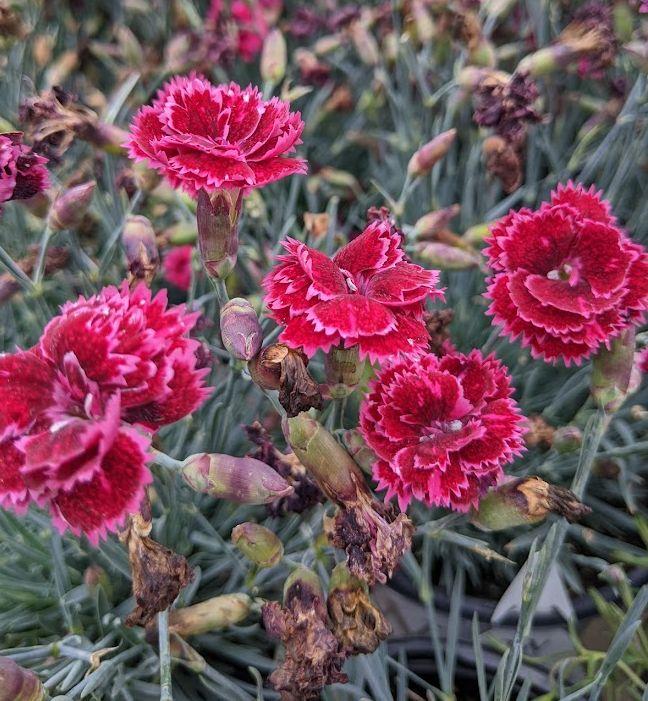 Photo of the bloom of Dianthus Fruit Punch® Black Cherry Frost posted ...