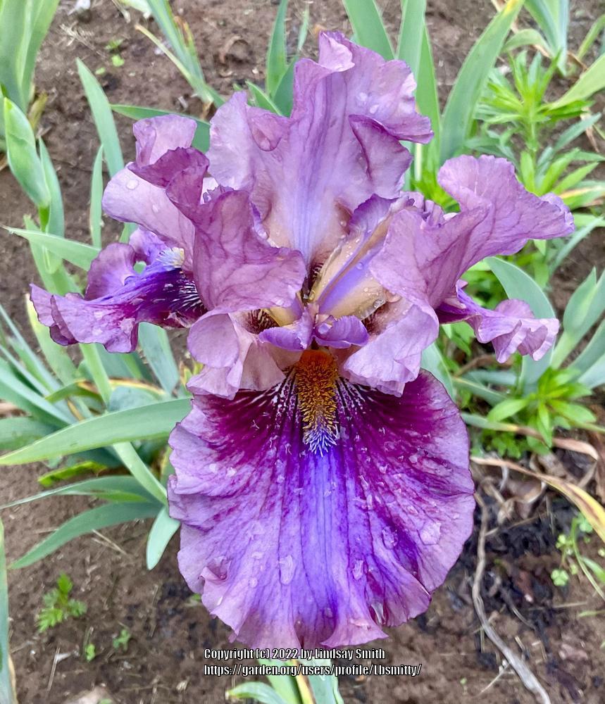 Photo of the bloom of Tall Bearded Iris (Iris 'Grape Escape') posted by ...