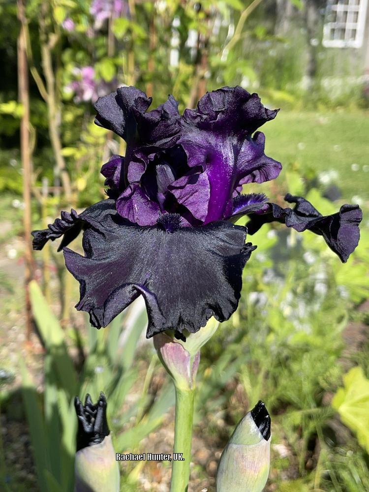 Photo of the bloom of Tall Bearded Iris (Iris 'Raven Girl') posted by ...
