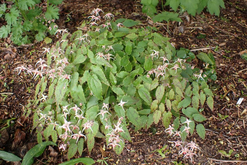 Photo of the entire plant of Barrenwort (Epimedium 'Pink Champagne ...