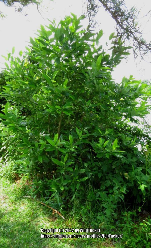 Photo of the entire plant of Sweet Bay Magnolia (Magnolia virginiana ...