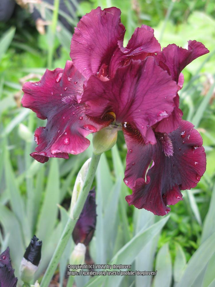 Photo of the bloom of Tall Bearded Iris (Iris 'Rio Rojo') posted by ...