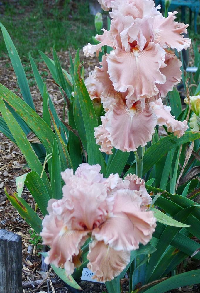 Photo of the entire plant of Tall Bearded Iris (Iris 'Hello Romance ...