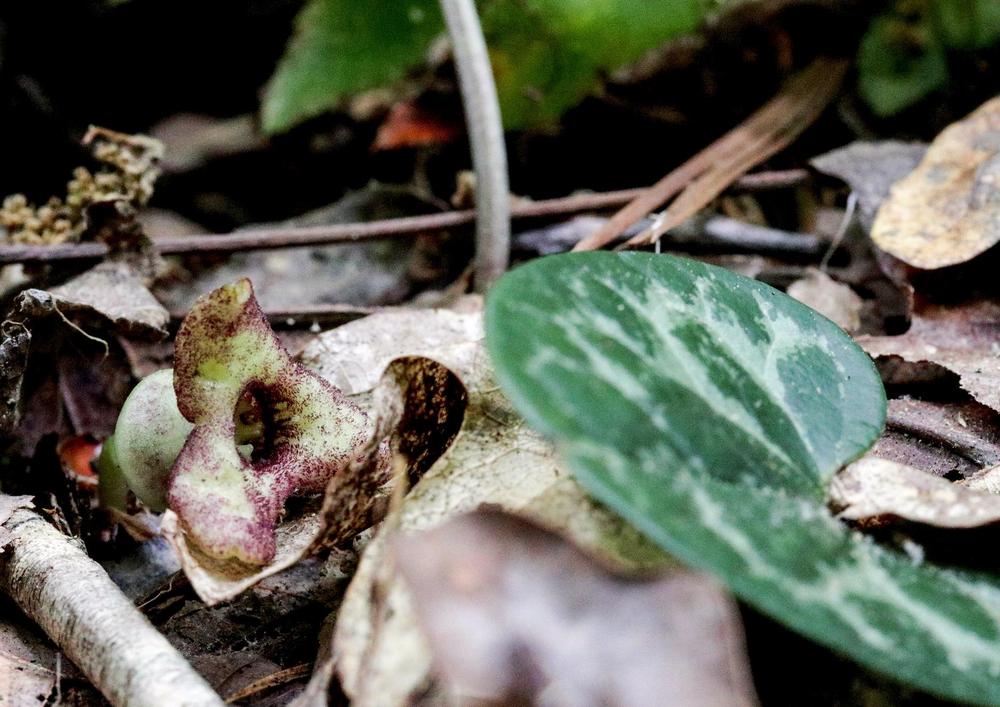 Photo of the bloom of Dwarf Flowered Heartleaf (Hexastylis naniflora ...