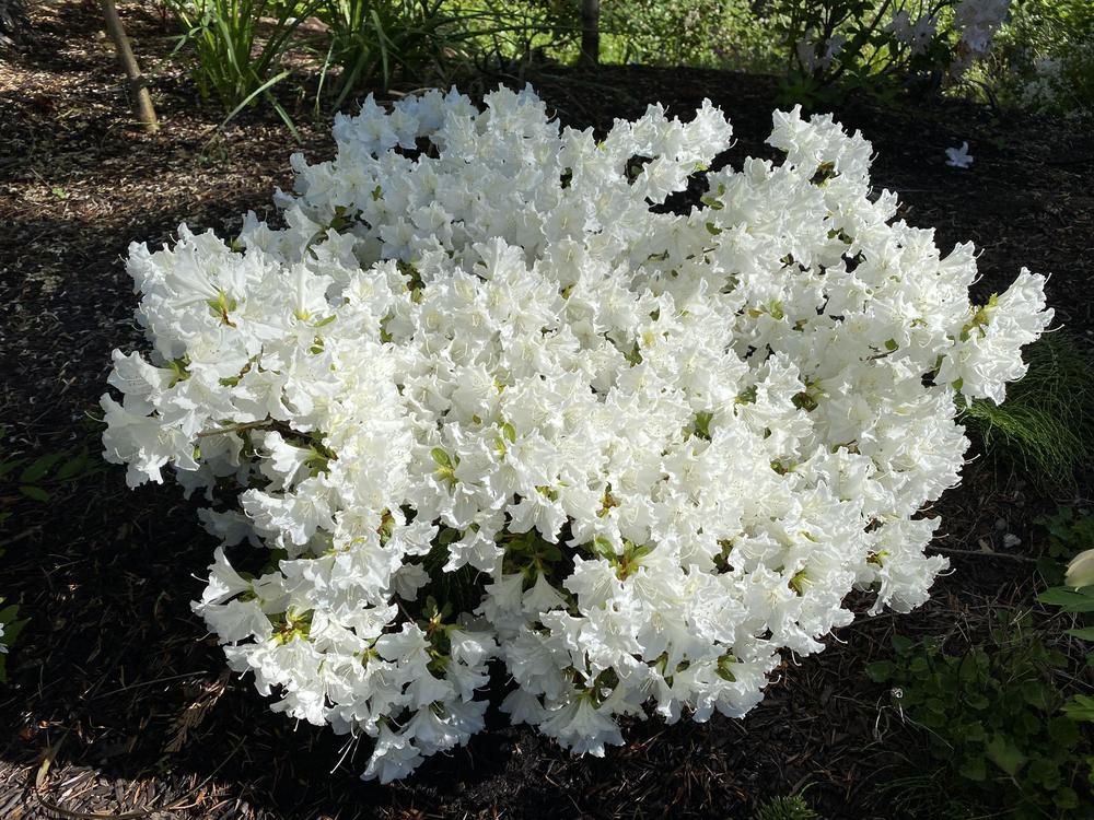 Photo of the entire plant of Japanese Azalea (Rhododendron 'Hino White ...
