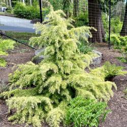 Deodar Cedar (Cedrus deodara 'Cream Puff') - Garden.org