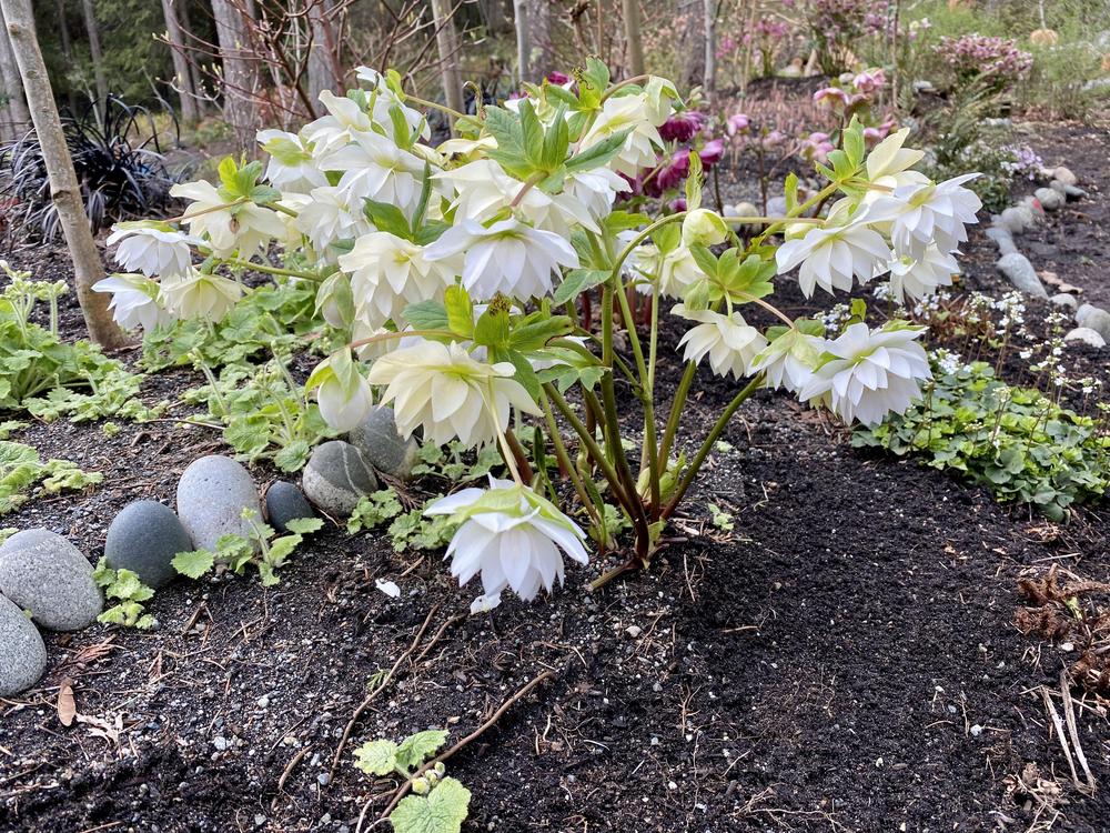 Photo of the entire plant of Hellebore (Helleborus Winter Jewels ...