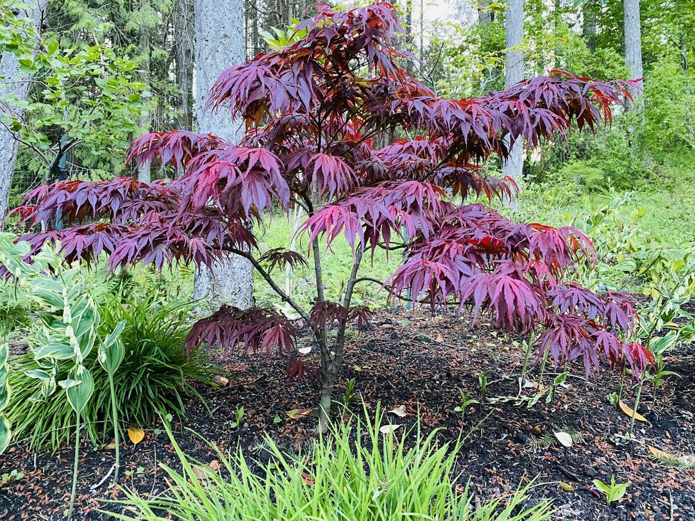 Photo of the entire plant of Japanese Maple (Acer palmatum 'Oregon ...