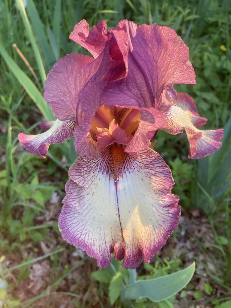 Tall Bearded Iris (Iris 'Raspberry Fancy') in the Irises Database ...