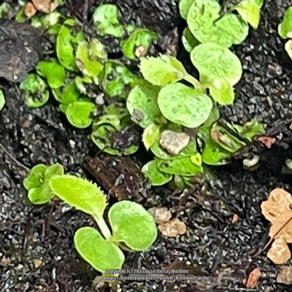 Photo of the seedling or young plant of Monolena (Monolena primuliflora ...