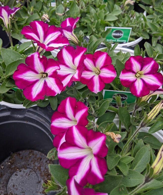 Photo of the bloom of Petunia Headliner™ Raspberry Swirl posted by Joy ...