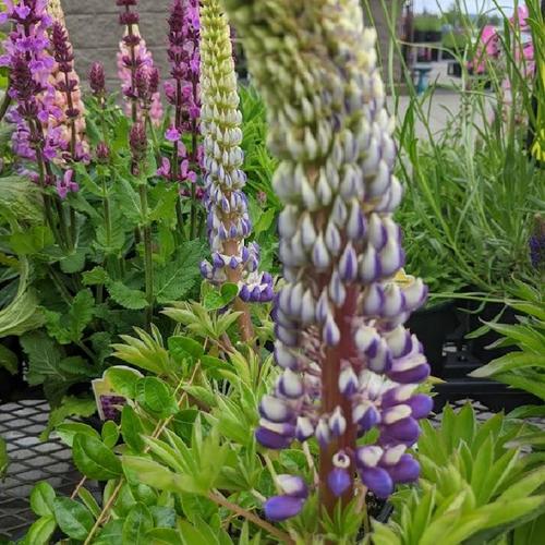 Lupine (Lupinus Mini Gallery™ Blue Bicolor) - Garden.org