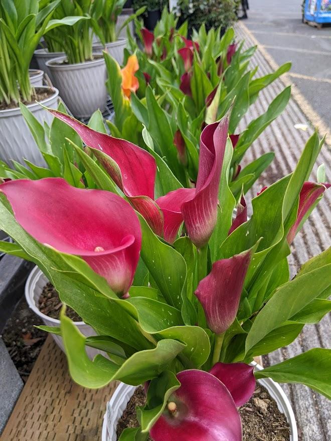 Photo of the entire plant of Calla Lily (Zantedeschia 'Captain Cheerio ...