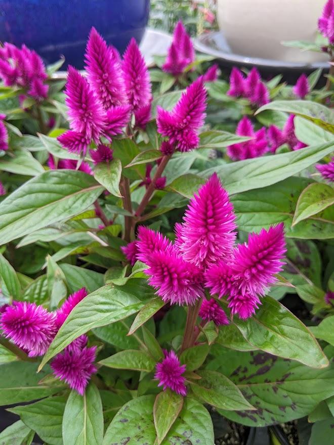Photo of the entire plant of Celosia argentea Intenz™ Classic posted by ...