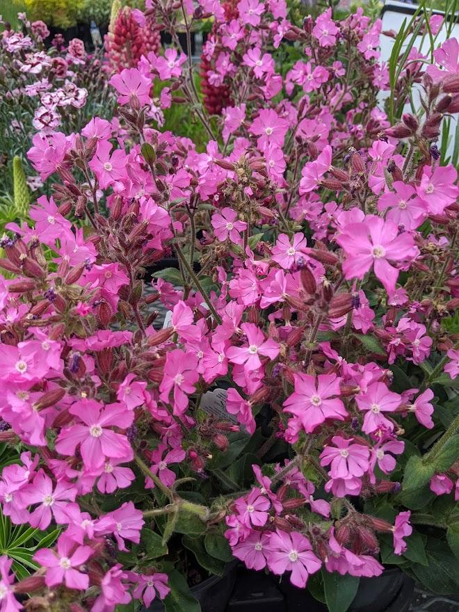 Catchfly (Silene 'Rolly's Favorite') - Garden.org