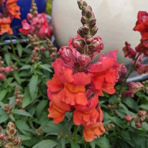Snapdragon (Antirrhinum majus Snaptastic™ Orange Flame) - Garden.org