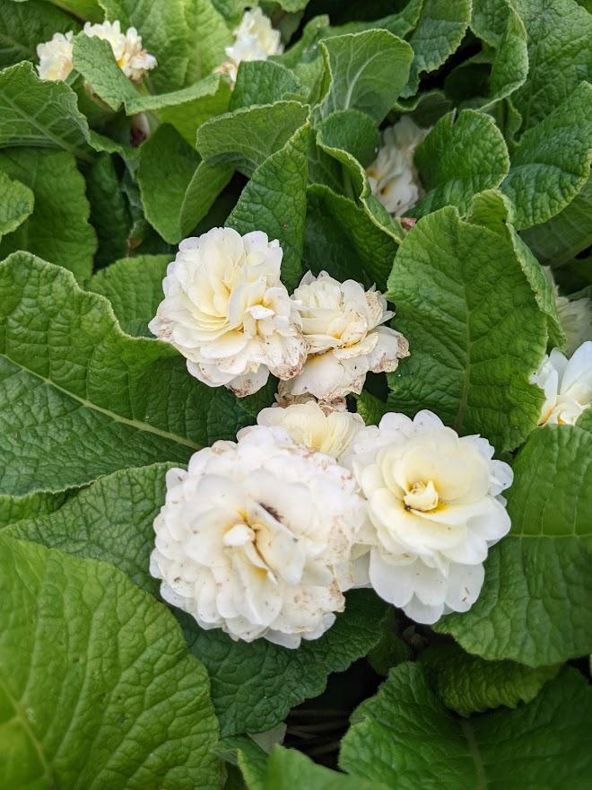 Photo of the bloom of English Primrose (Primula vulgaris Belarina ...