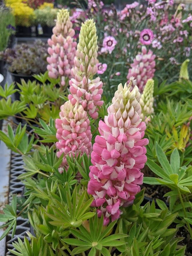 Lupine (Lupinus Mini Gallery™ Pink Bicolor) - Garden.org