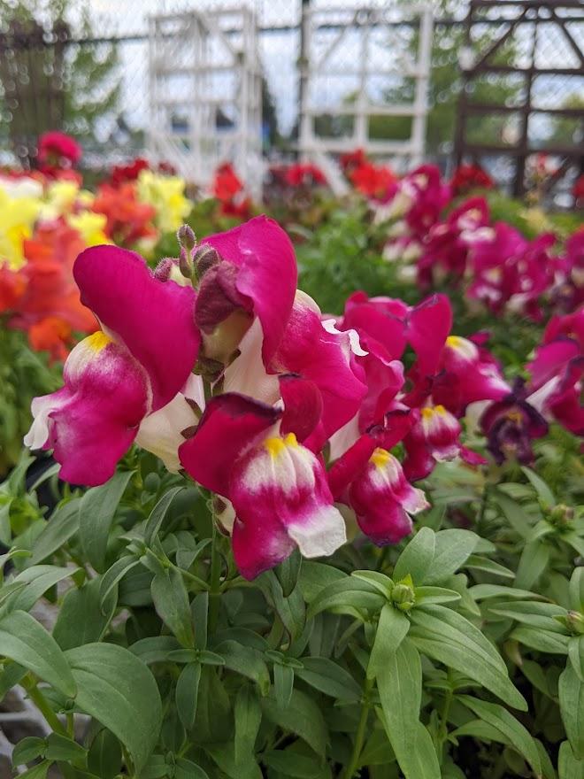 Dwarf Garden Snapdragon (Antirrhinum majus Snapshot™ Burgundy Bicolor ...