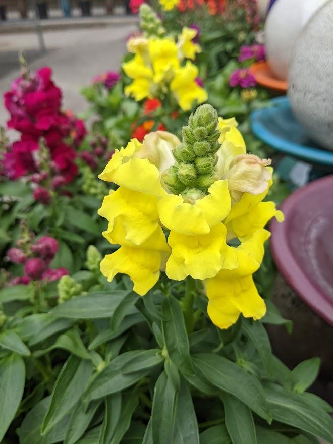 Snapdragon (Antirrhinum majus Snaptastic™ Yellow) - Garden.org