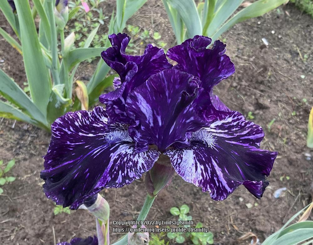 Photo of the bloom of Tall Bearded Iris (Iris 'Splatter Matters ...