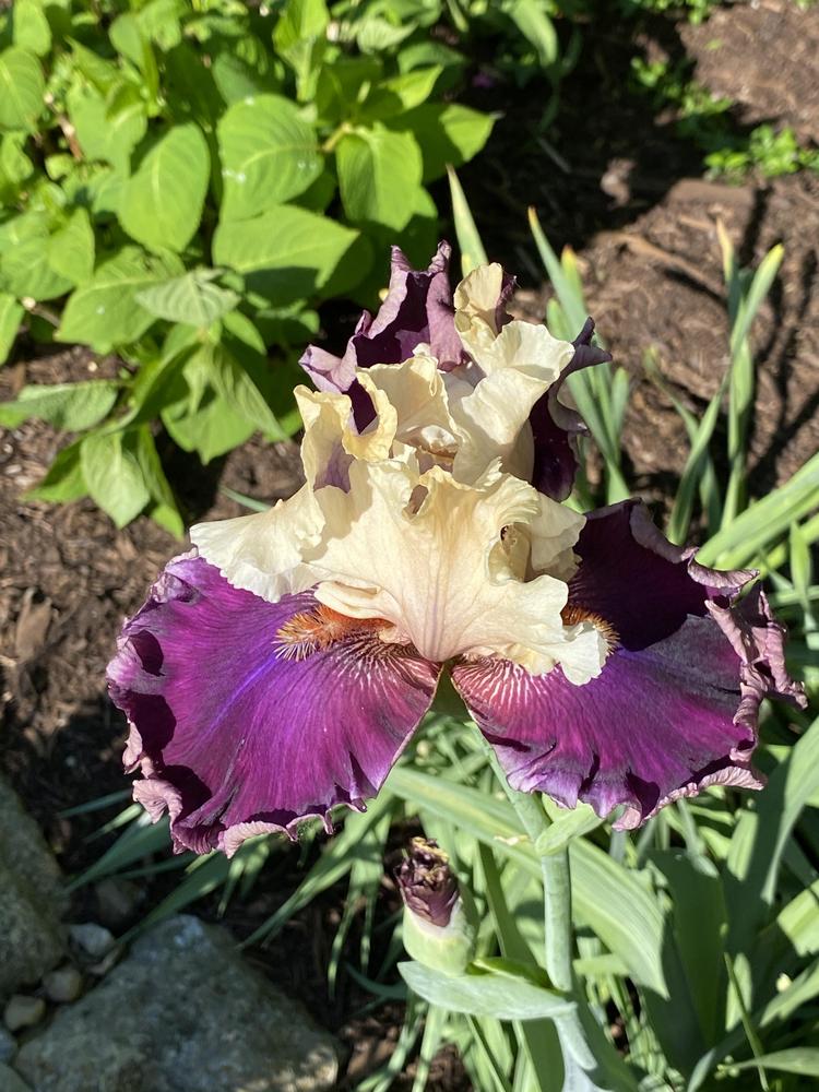 Photo of the bloom of Tall Bearded Iris (Iris 'Hold My Hand') posted by ...