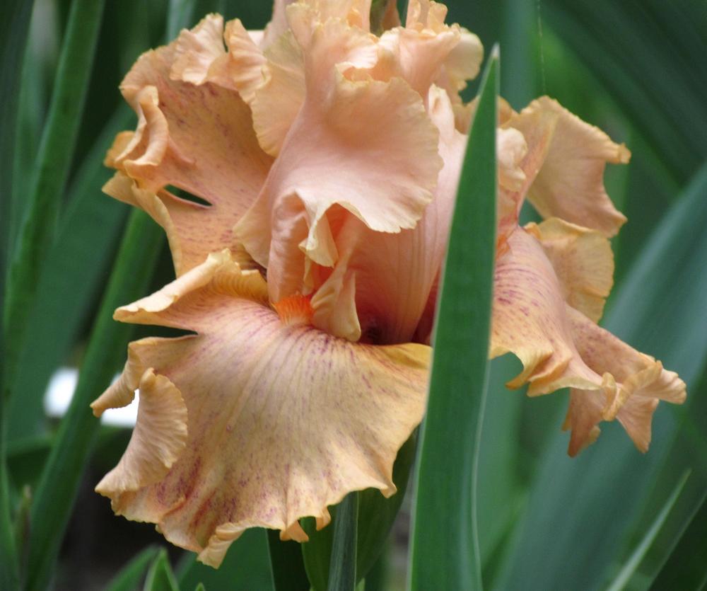 Photo of the bloom of Tall Bearded Iris (Iris 'Tainted Love') posted by ...