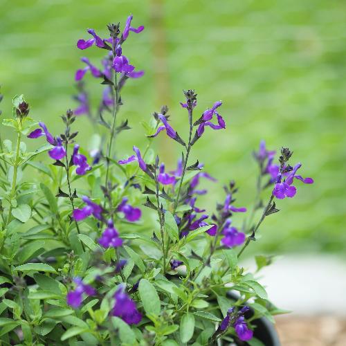 Photo of the bloom of Autumn Sage (Salvia greggii Mirage™ Blue) posted ...