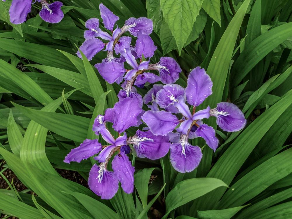 Species Iris (Iris tectorum) in the Irises Database - Garden.org