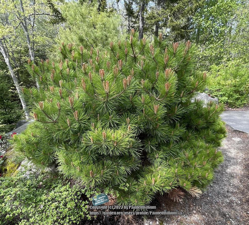 Photo of the entire plant of Japanese Red Pine (Pinus densiflora 'Low ...
