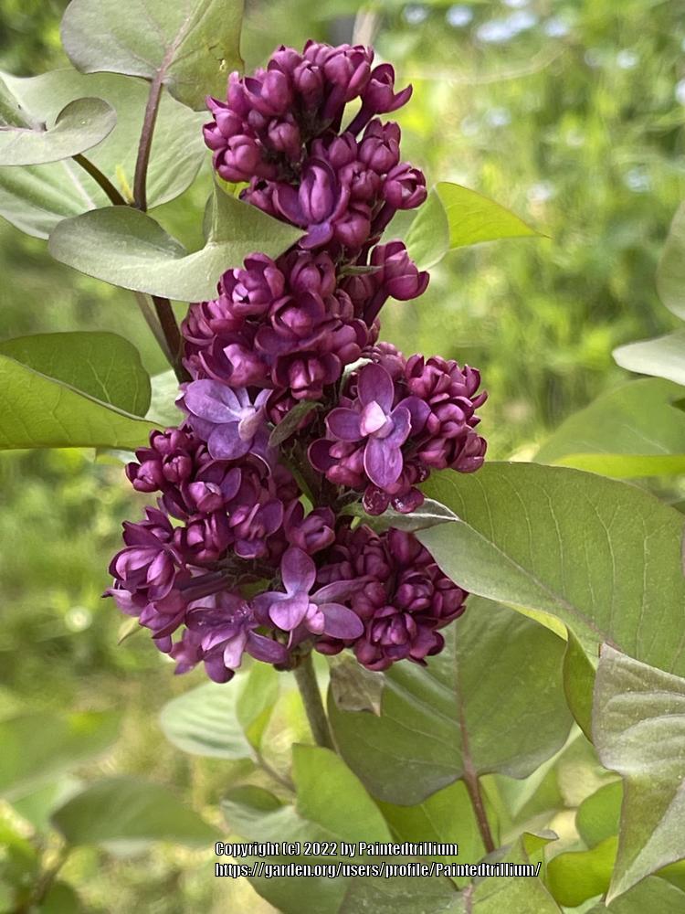 Photo of the bloom of Lilac (Syringa First Editions® Virtual Violet ...