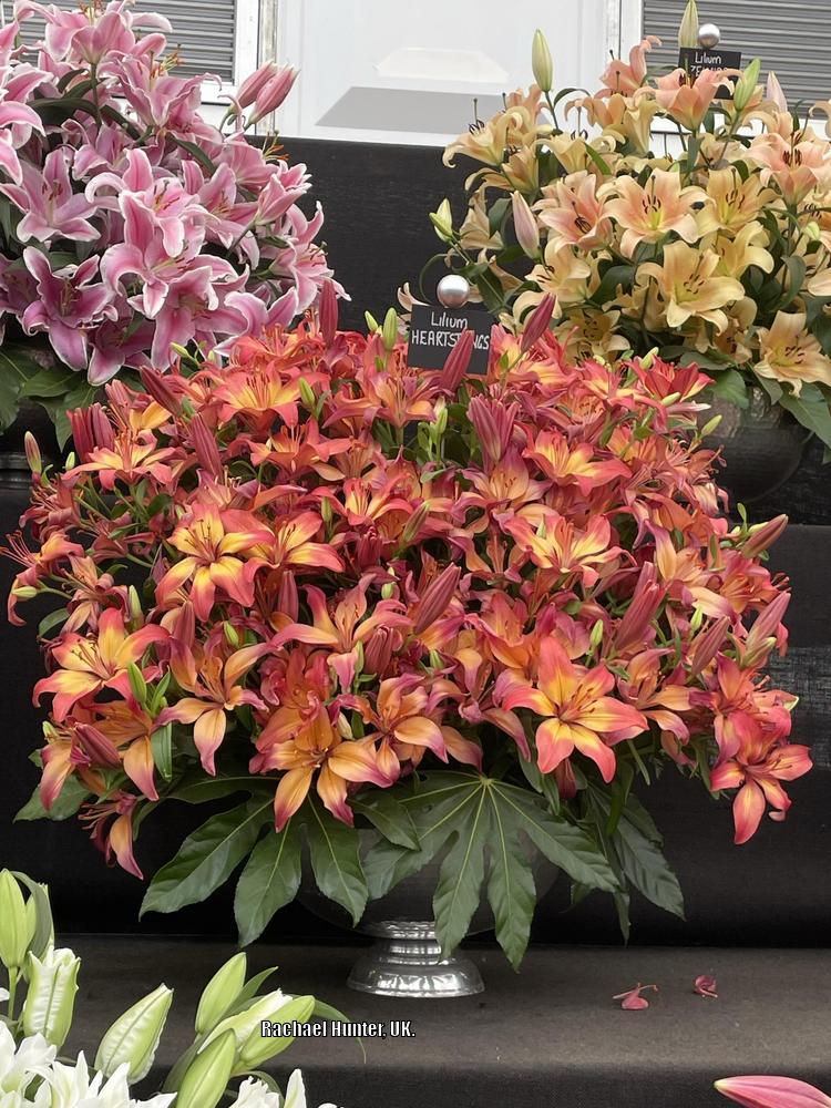 Photo of the bloom of Lily (Lilium 'Heart Strings') posted by ...