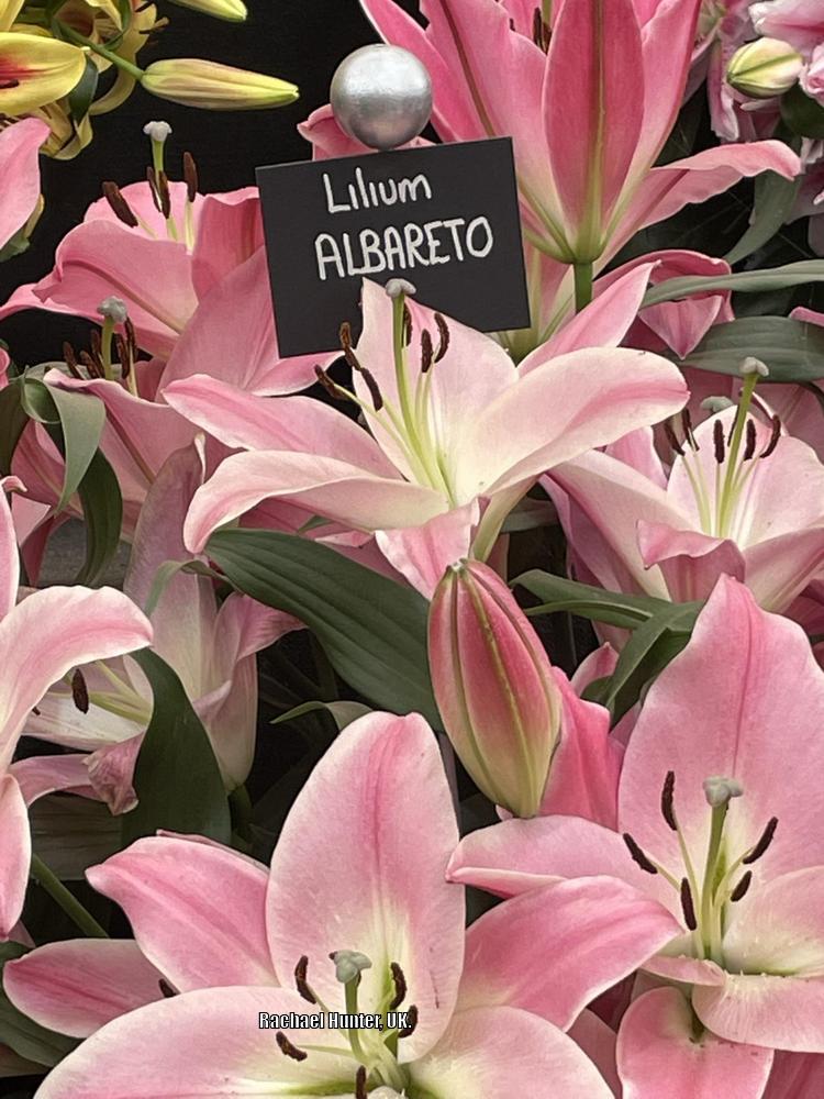 Photo of the bloom of Lily (Lilium 'Albareto') posted by RachaelHunter ...