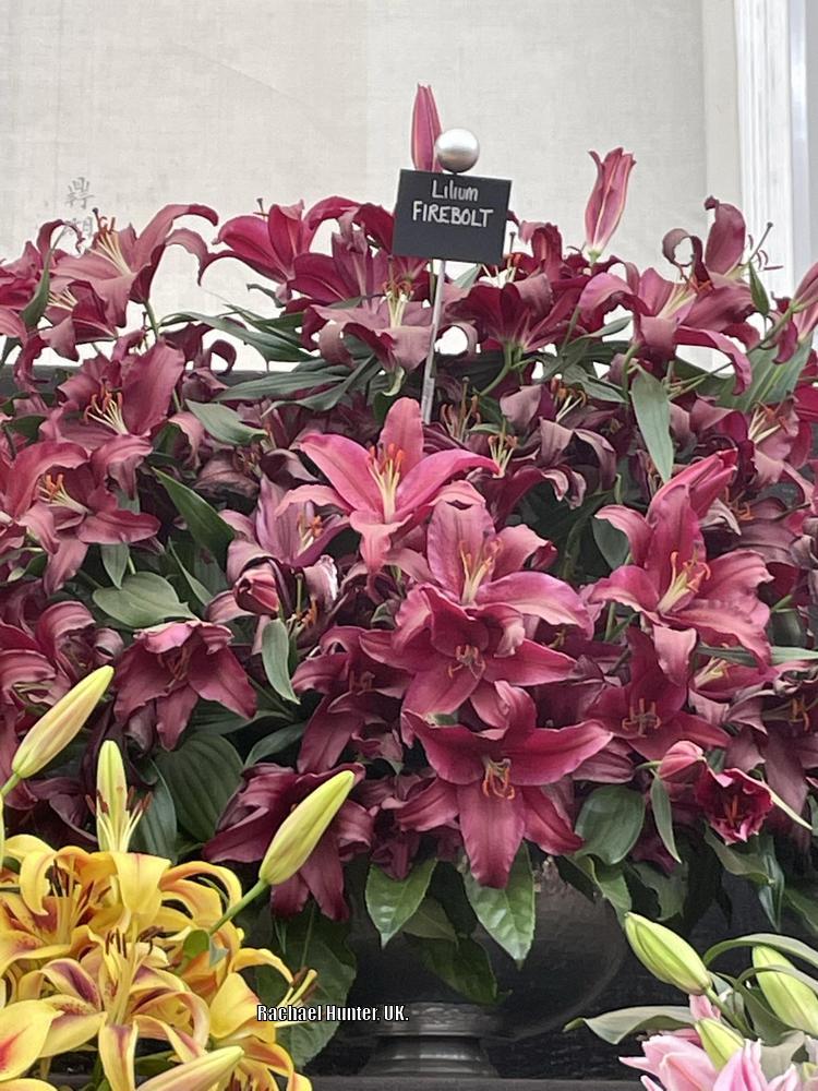 Photo of the bloom of Lily (Lilium 'Firebolt') posted by RachaelHunter ...