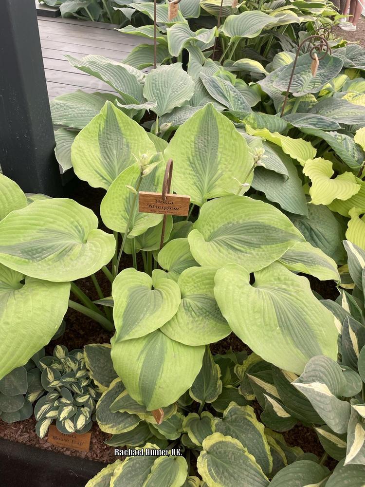 Photo of the entire plant of Hosta 'Afterglow' posted by RachaelHunter ...