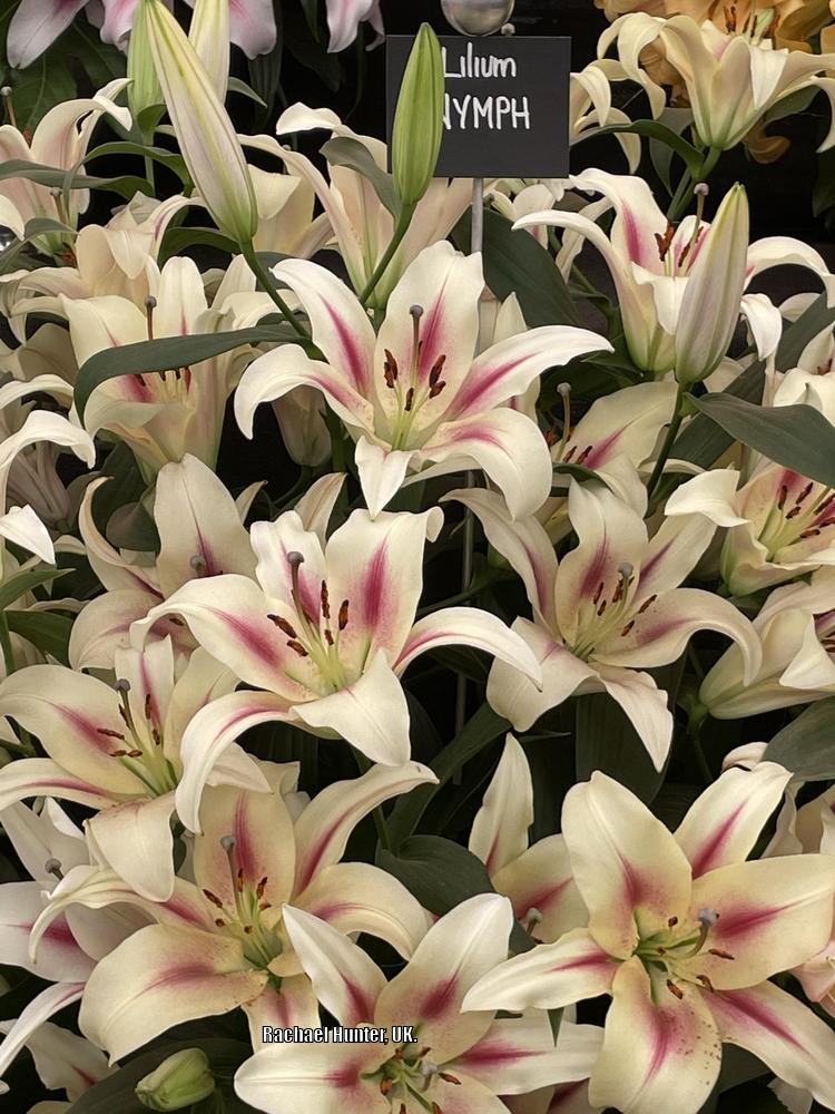 Photo of the bloom of Lily (Lilium 'Nymph') posted by RachaelHunter ...