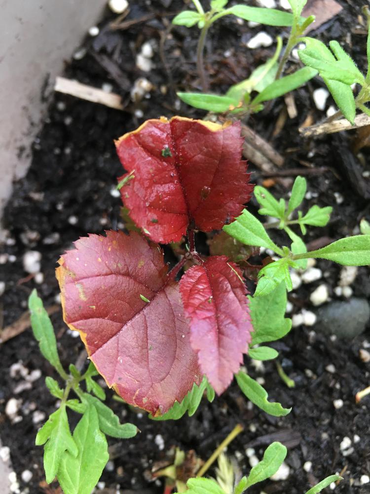 Tiny red tree or bush ID please. in the Plant ID forum - Garden.org