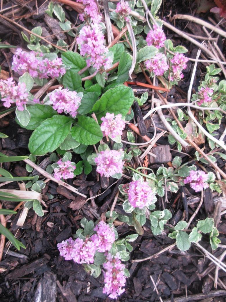 Photo of the entire plant of Perennial Pink Lightning Bugleweed (Ajuga ...