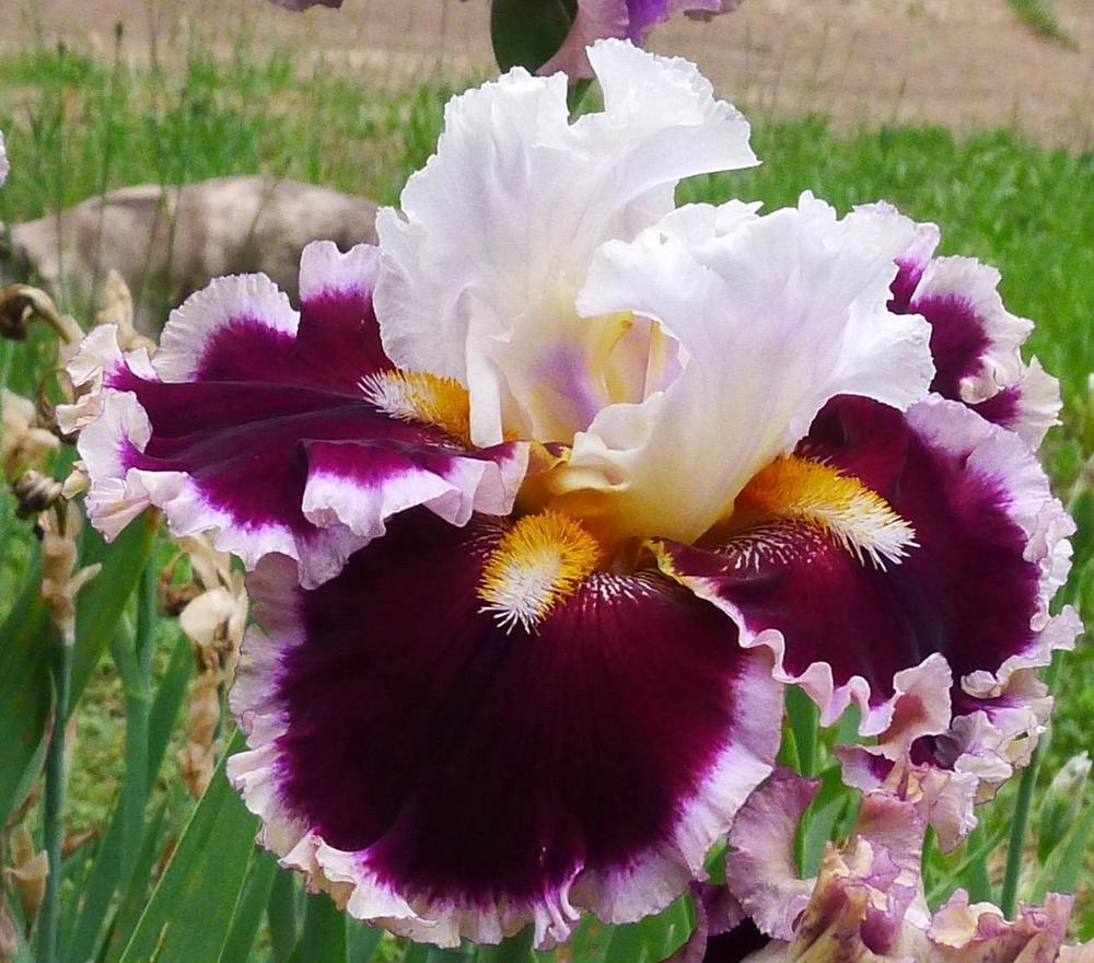 Photo of the bloom of Tall Bearded Iris (Iris 'When Doves Cry') posted ...