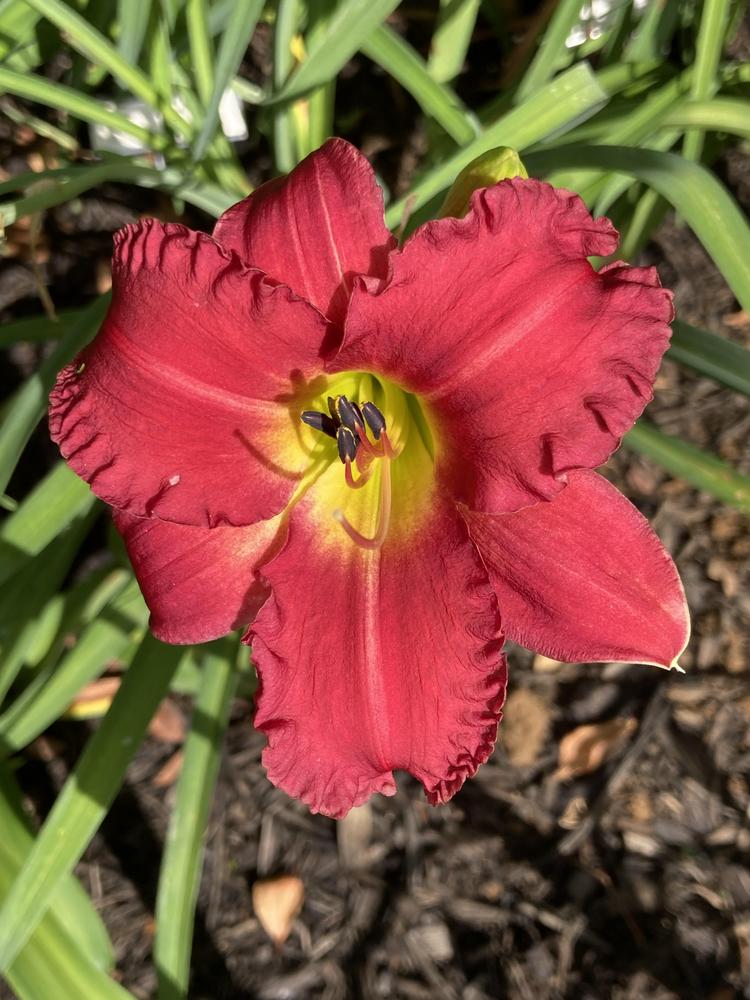 Photo of the bloom of Daylily (Hemerocallis 'Endless Heart') posted by ...