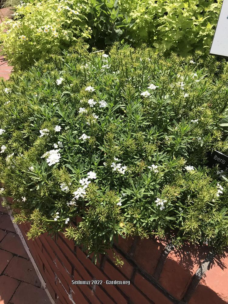 Photo of the entire plant of Evergreen Candytuft (Iberis sempervirens ...