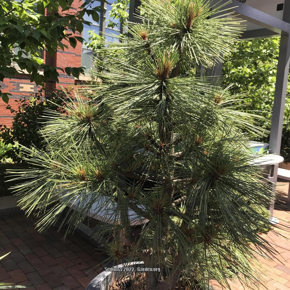 Photo of the entire plant of Jeffrey Pine (Pinus jeffreyi 'Joppi ...