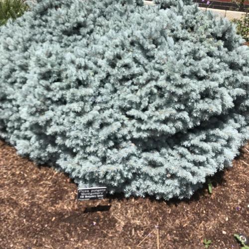 Blue Spruce (Picea pungens 'R.H. Montgomery') in the Spruces Database ...
