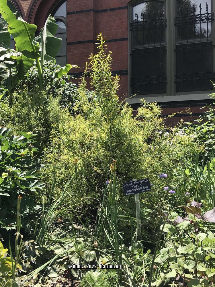 Photo of the entire plant of Spirea (Spiraea thunbergii Mellow Yellow ...