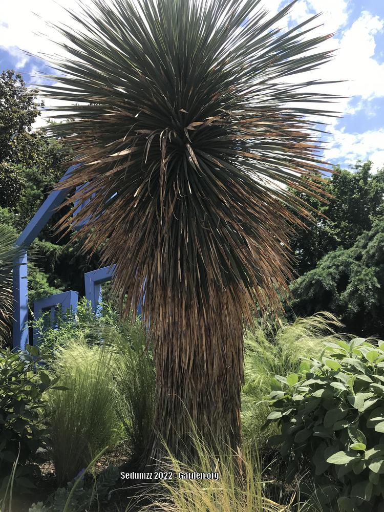 Photo of the entire plant of Beaked Yucca (Yucca rostrata) posted by ...