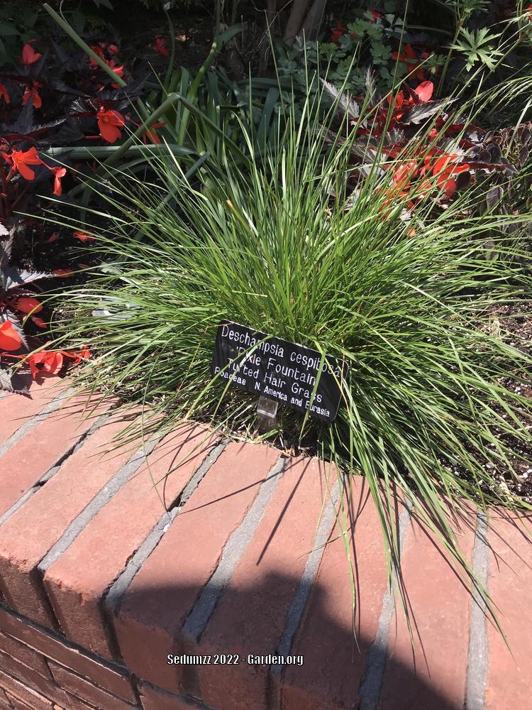 Photo of the entire plant of Tufted Hair Grass (Deschampsia cespitosa ...