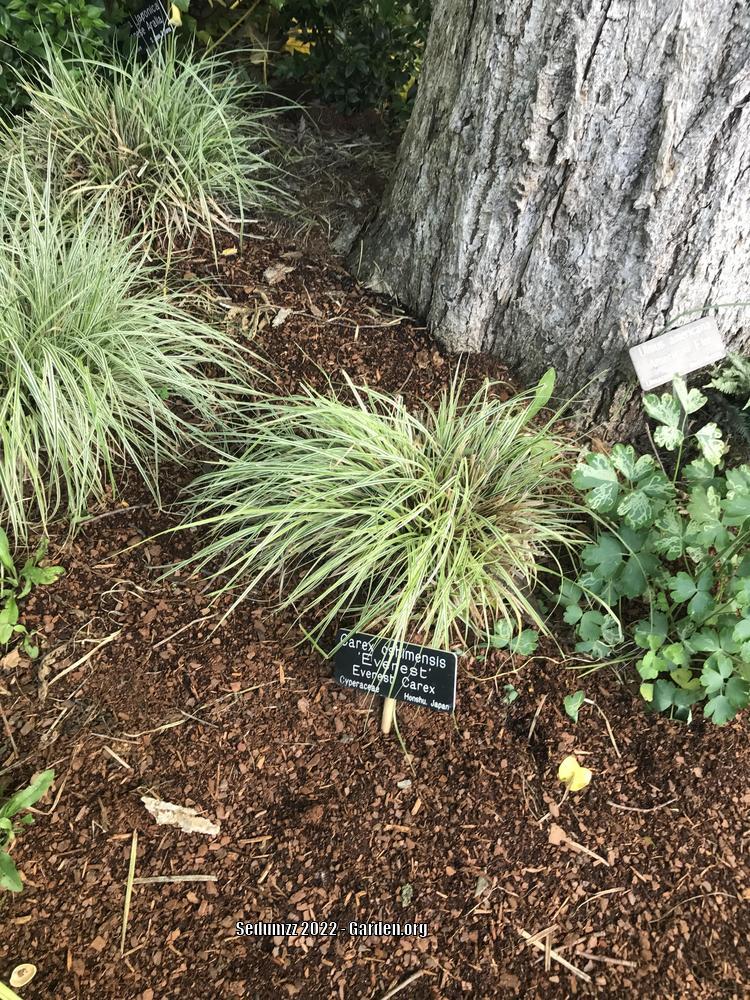 Photo of the entire plant of Sedge (Carex oshimensis EverColor® Everest ...