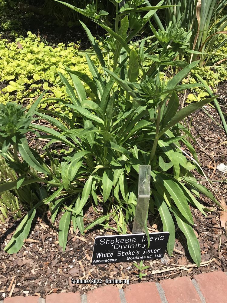 Photo of the entire plant of Stokes' Aster (Stokesia laevis 'Divinity ...