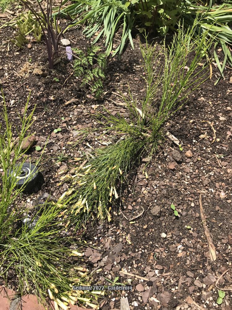 Photo of the entire plant of Yellow Firecracker Fern (Russelia ...